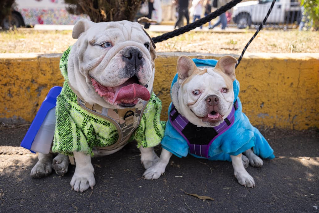 Fija CDMX meta de cero abandono de perros en calles - México Informa